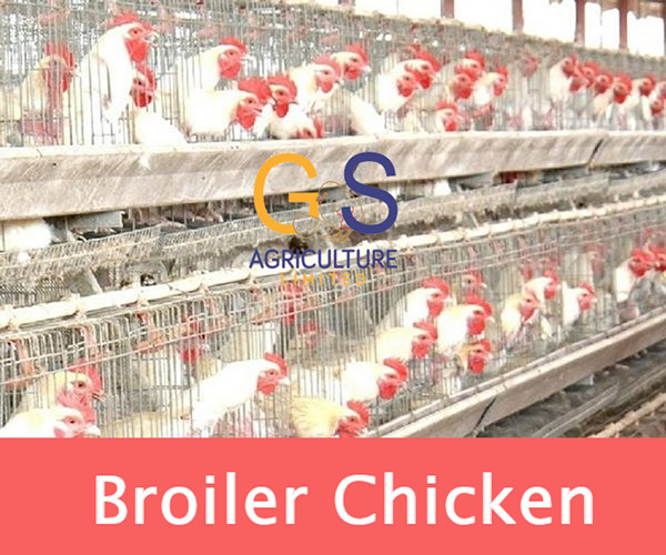 GS Agriculture Broiler Chicken Farm