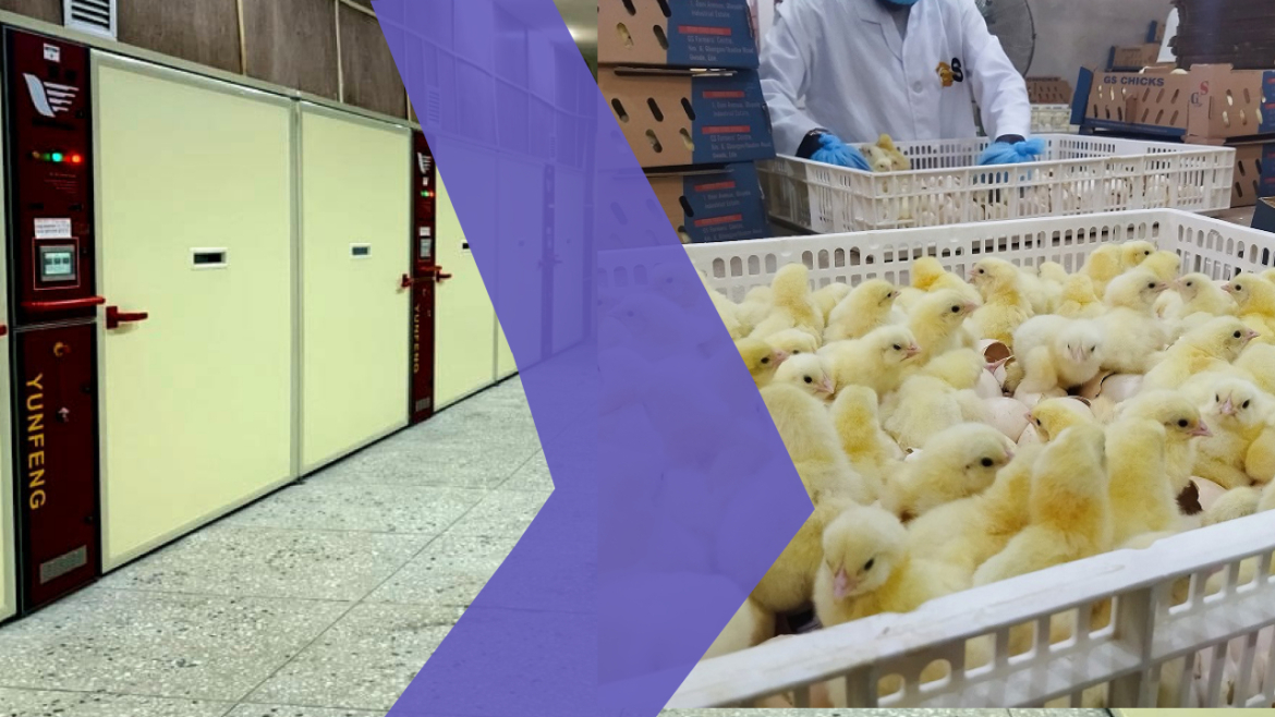 GS Agriculture – Superior quality chicken